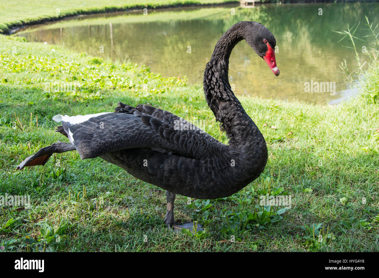 Balet swan lake hi-res stock photography and images - Alamy