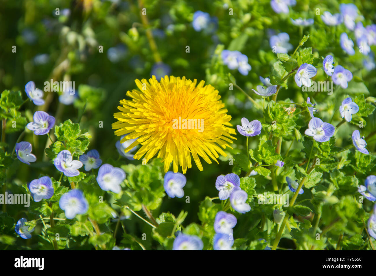 Yelow flowers hi-res stock photography and images - Alamy