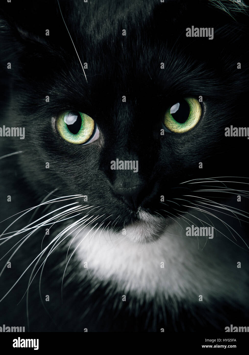 Gabby the Cat Stock Photo - Alamy