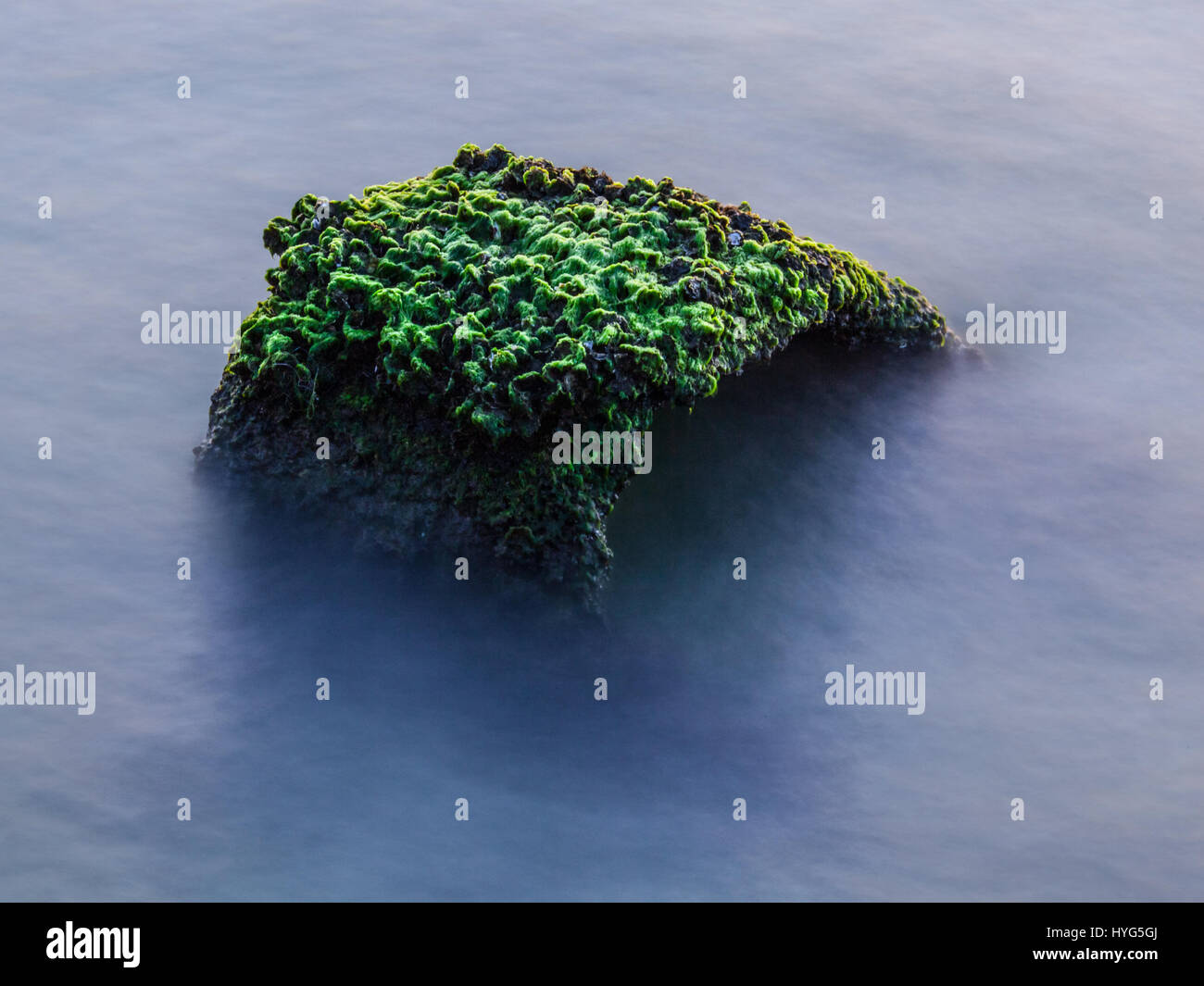 Moss on a rock in the ocean Stock Photo - Alamy