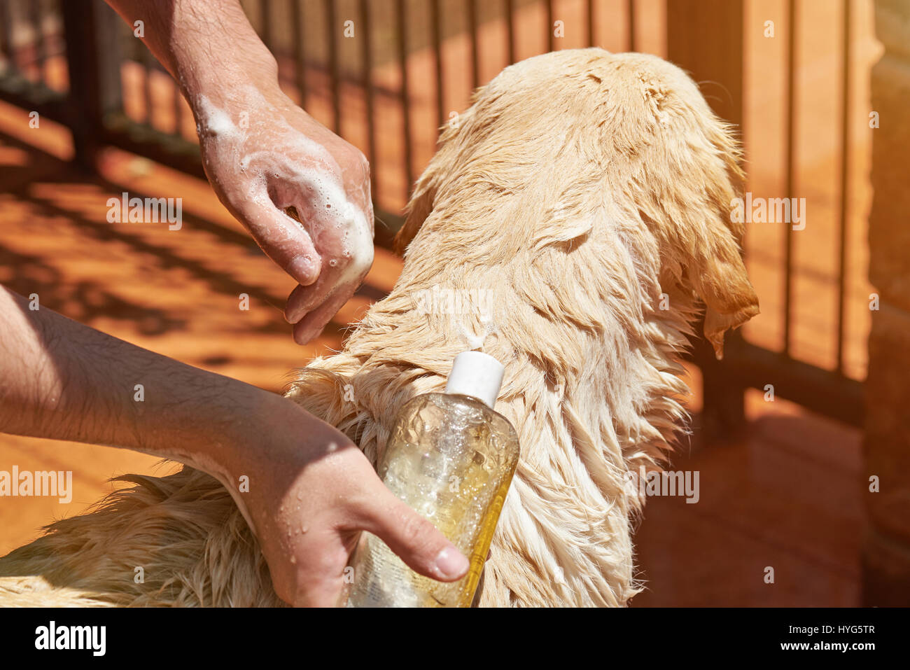 Lab or golden retriever service dog hi-res stock photography and images ...