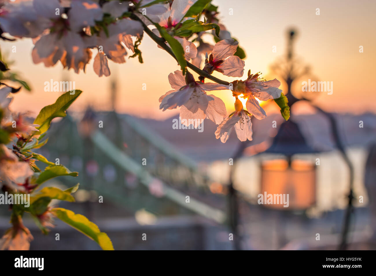 Budapest, Hungary - Cherry blossom on a Spring sunrise with Liberty ...