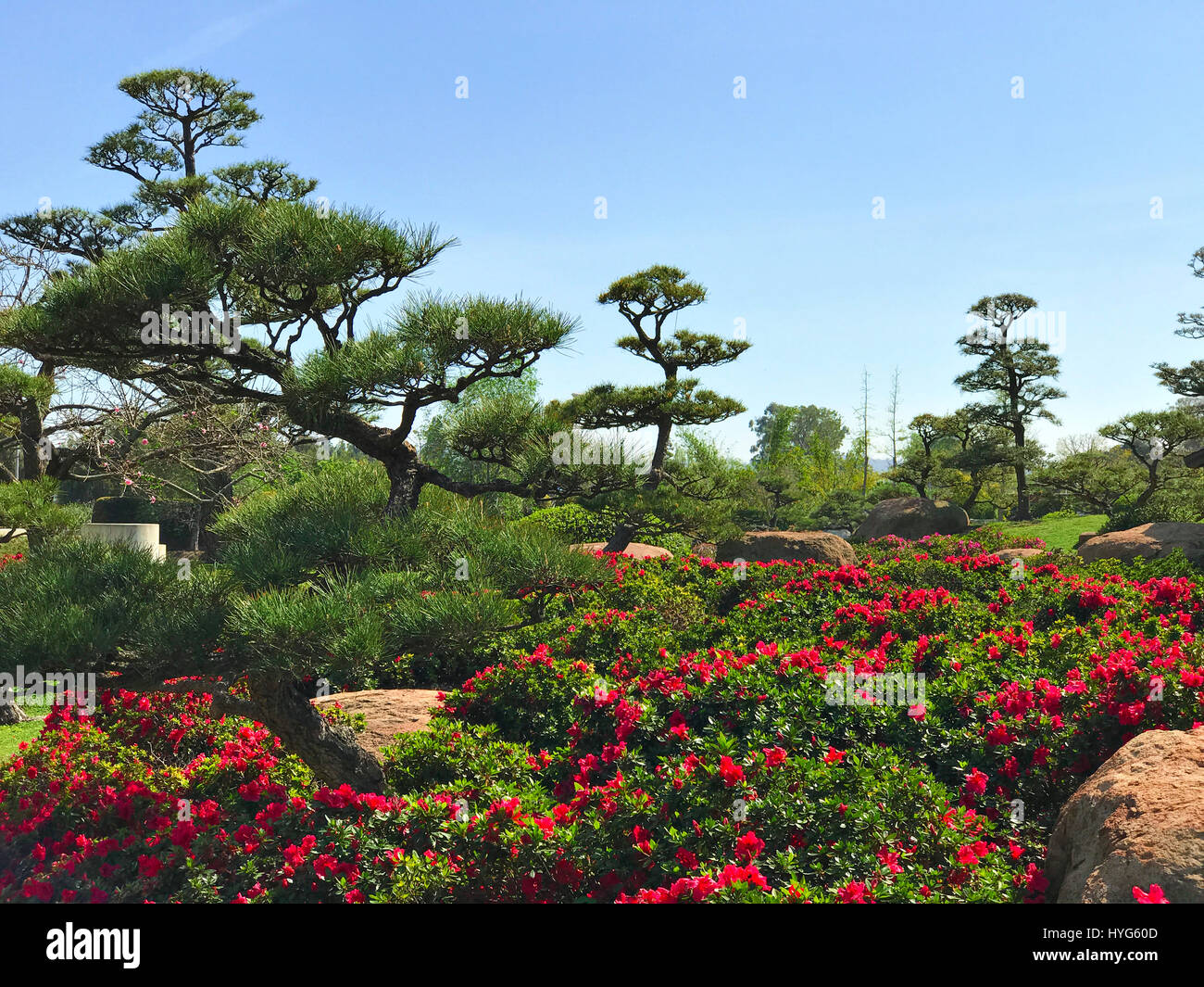 Beautiful flowers and trees in Japanese Garden Stock Photo - Alamy