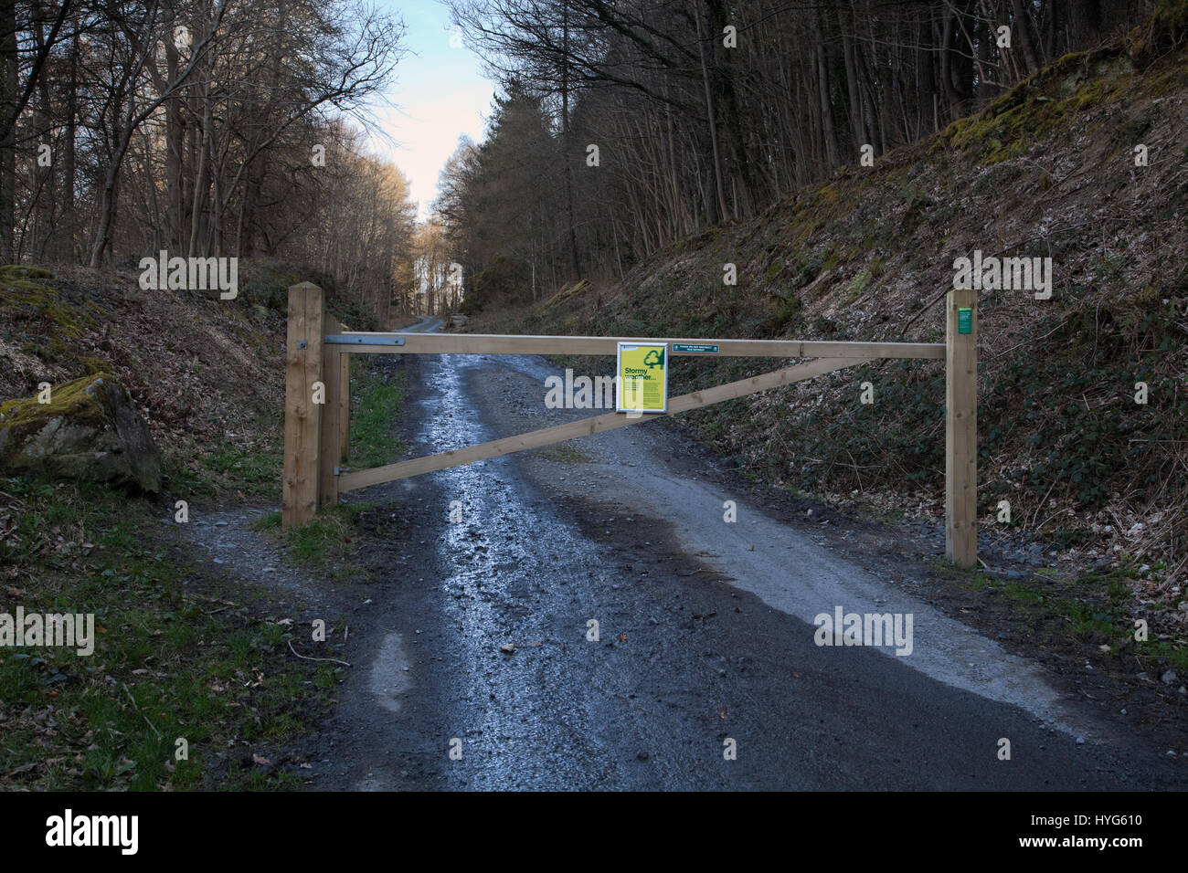 The start of a track into Dodd Wood in the English Lake District Stock ...