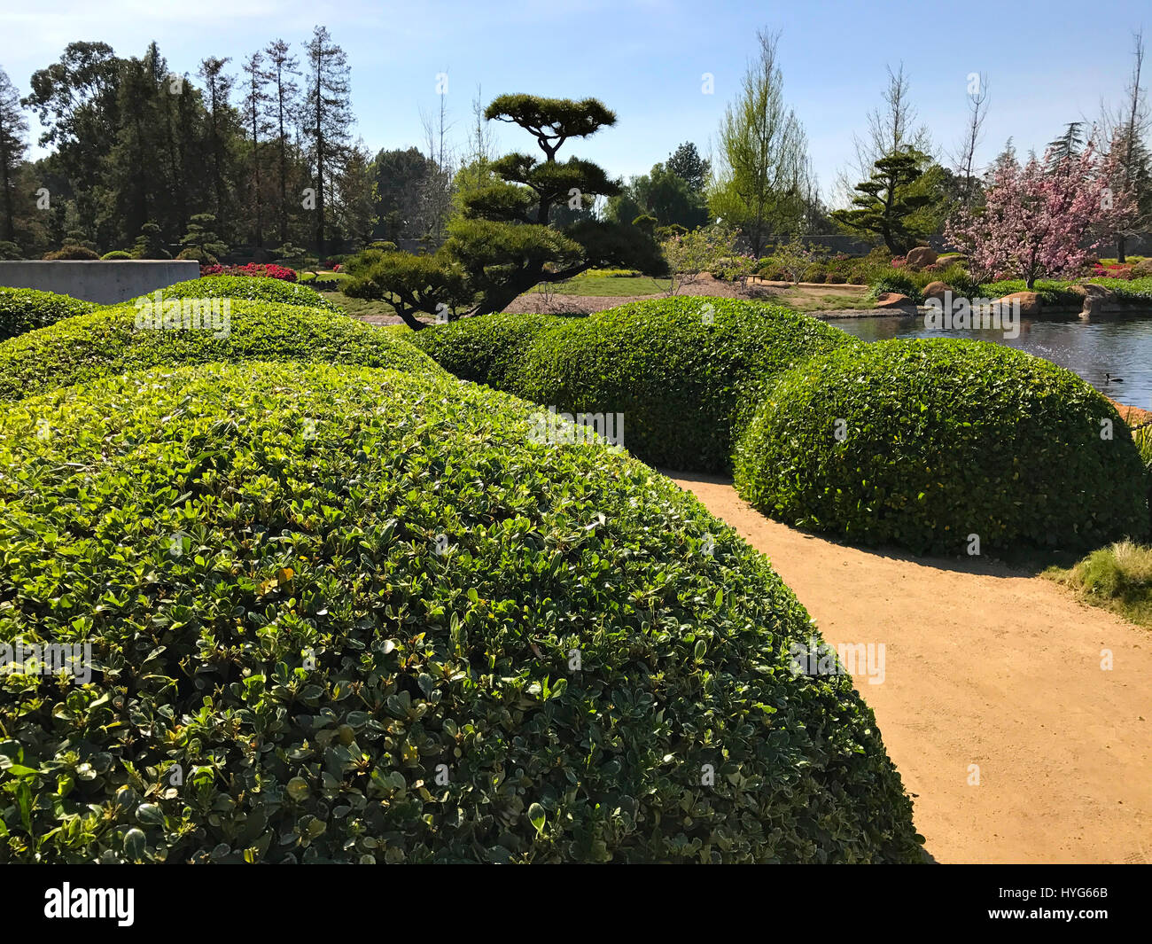 Beautiful flowers and trees in Japanese Garden Stock Photo - Alamy