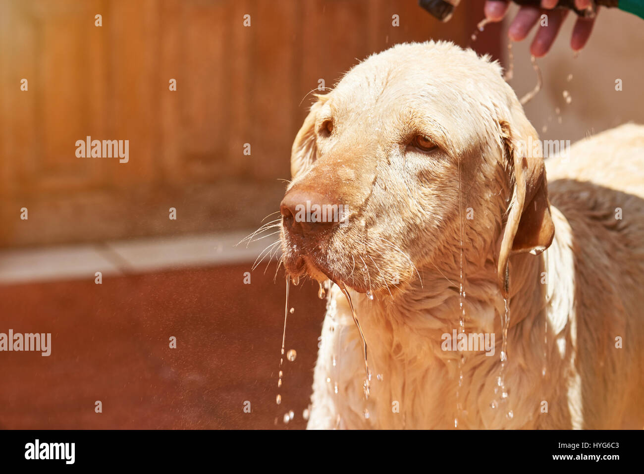 Wet labrador dog head. Sad labrador dog while taking shower Stock Photo ...