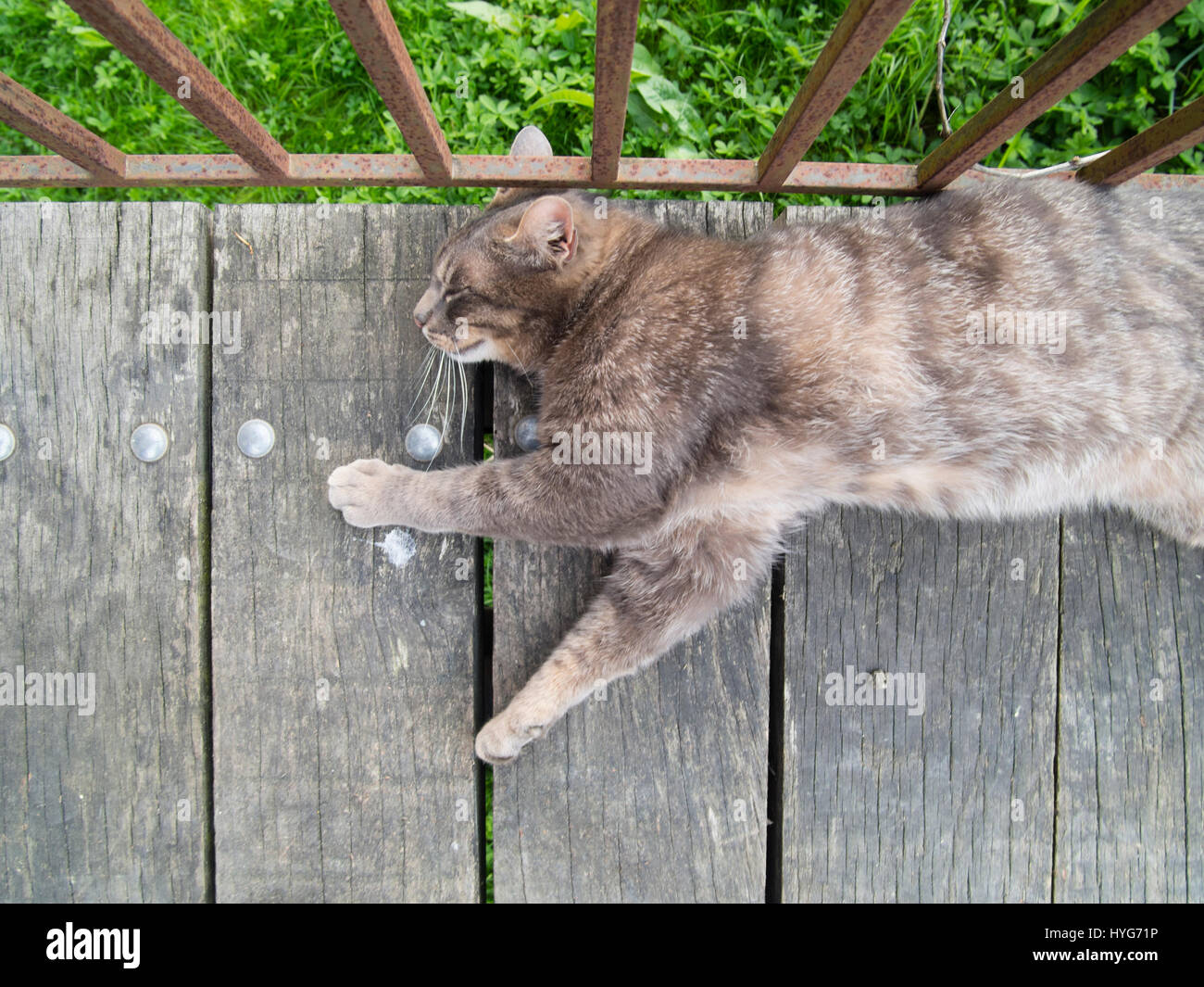 Country cat hi-res stock photography and images - Alamy