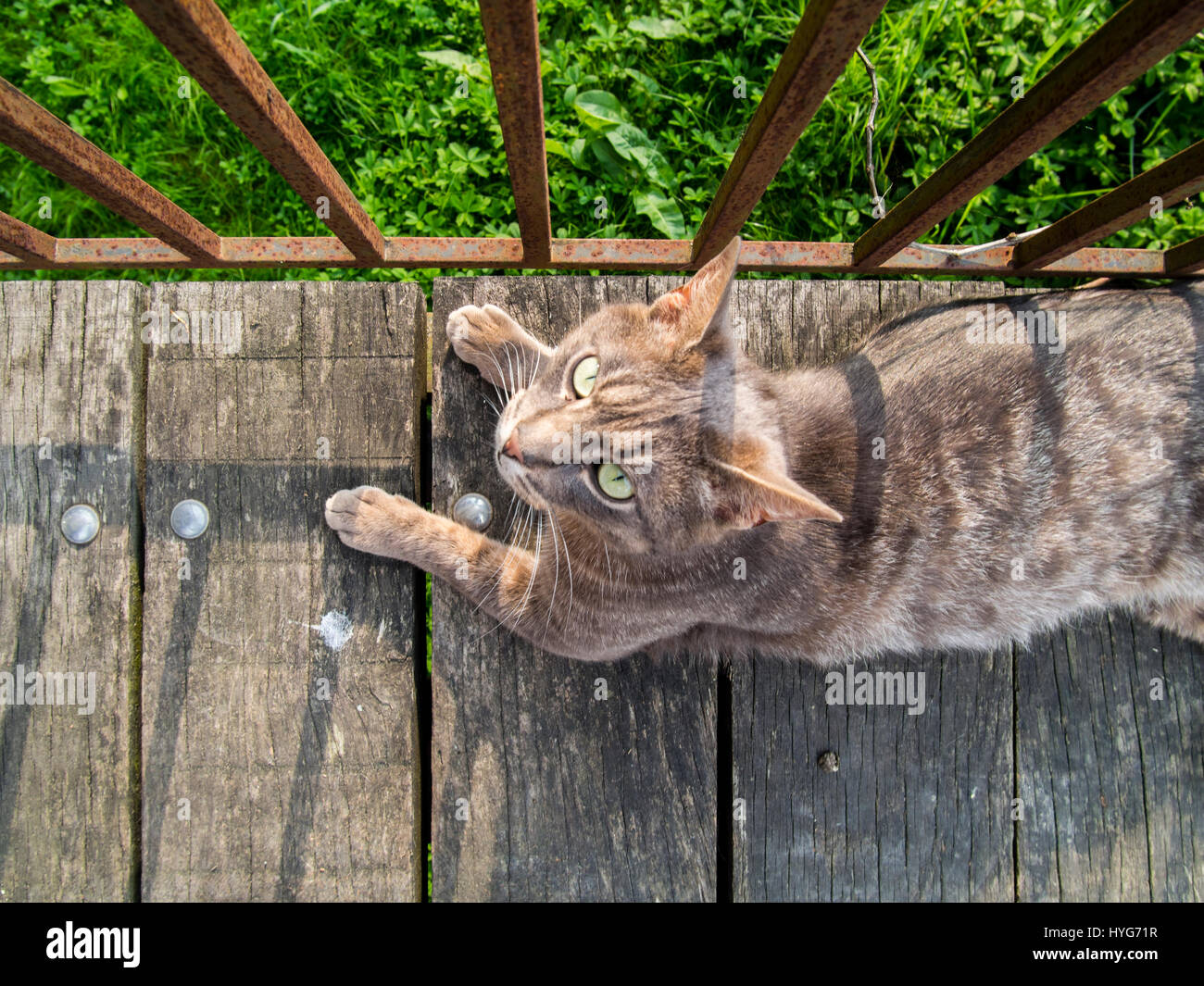 Country cat hi-res stock photography and images - Alamy