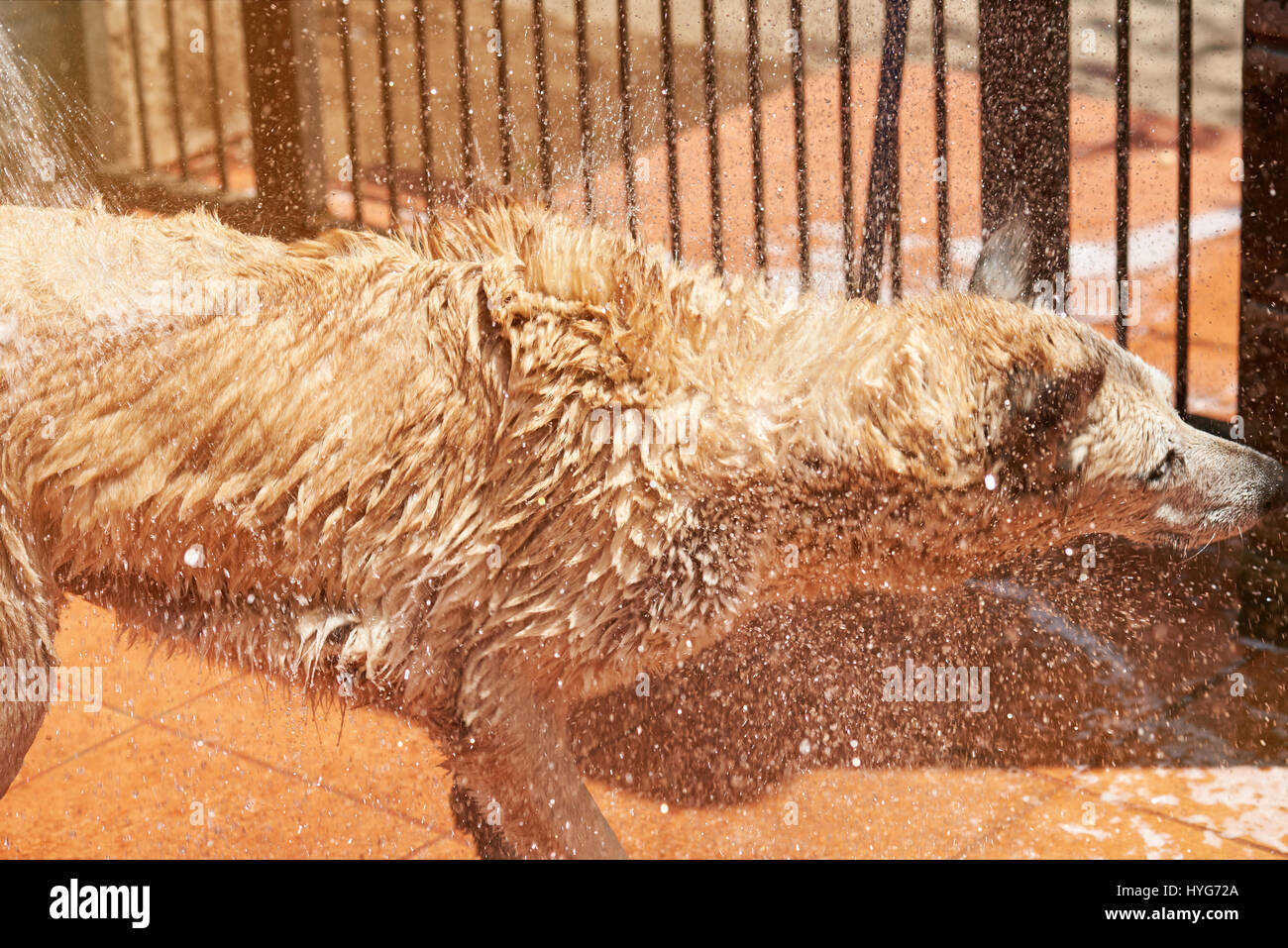 Wet brown dog shaking his fur. Drying pet dog Stock Photo - Alamy