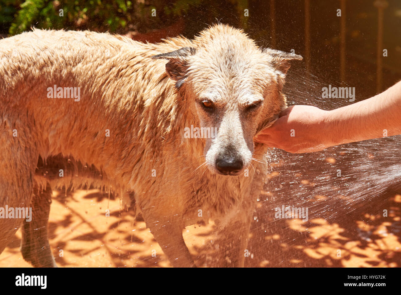 Upset dog hi-res stock photography and images - Alamy