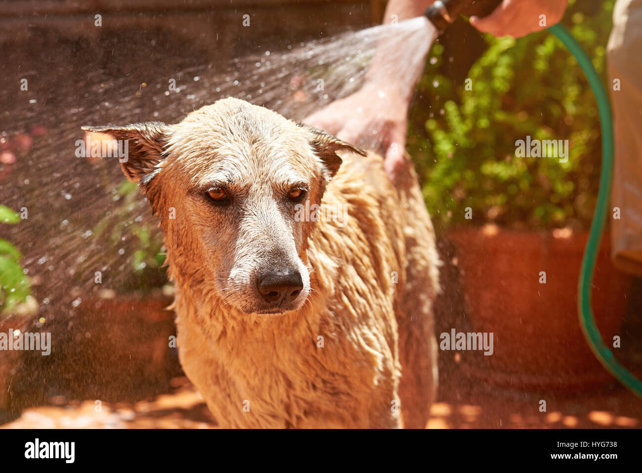 Sad face of washing brown dog. Cleaning big dog in garden sunny day ...