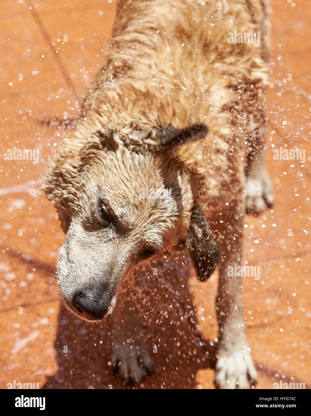 Drying wet brown dog close-up. Water drops fly from wet shepherd dog ...