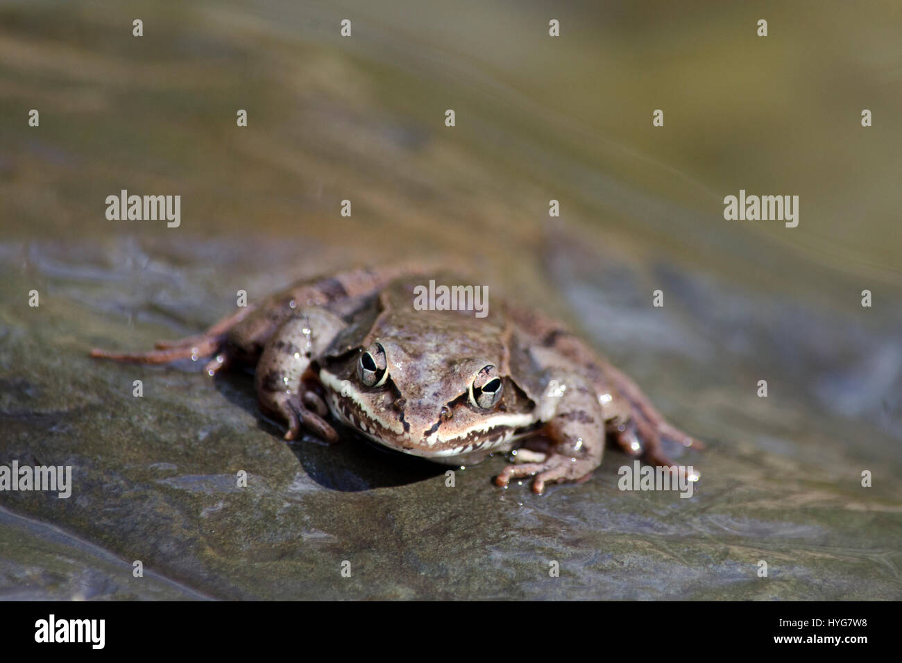 Frog habitat hi-res stock photography and images - Alamy