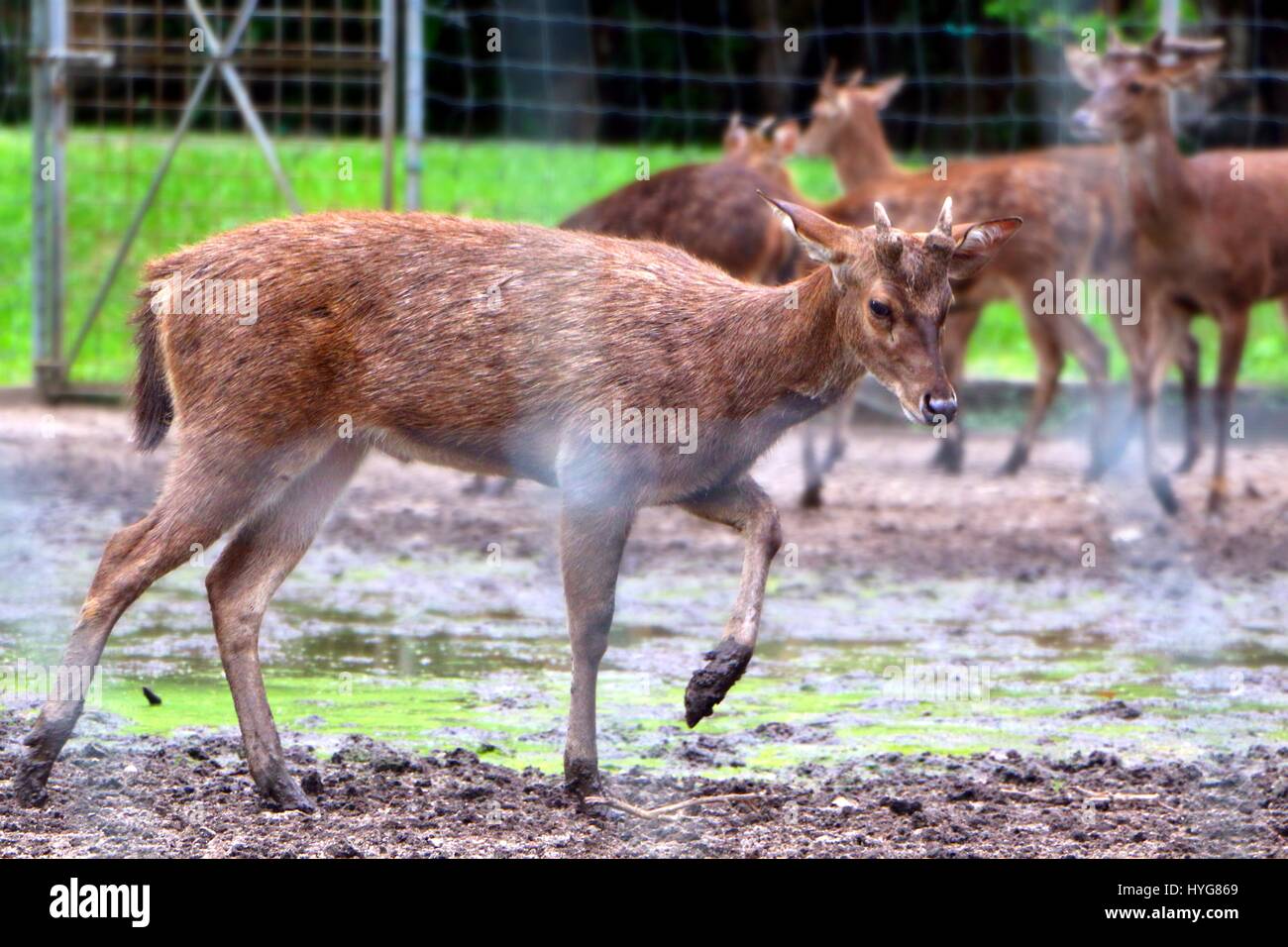 Deer walking in muddy ground Stock Photo - Alamy