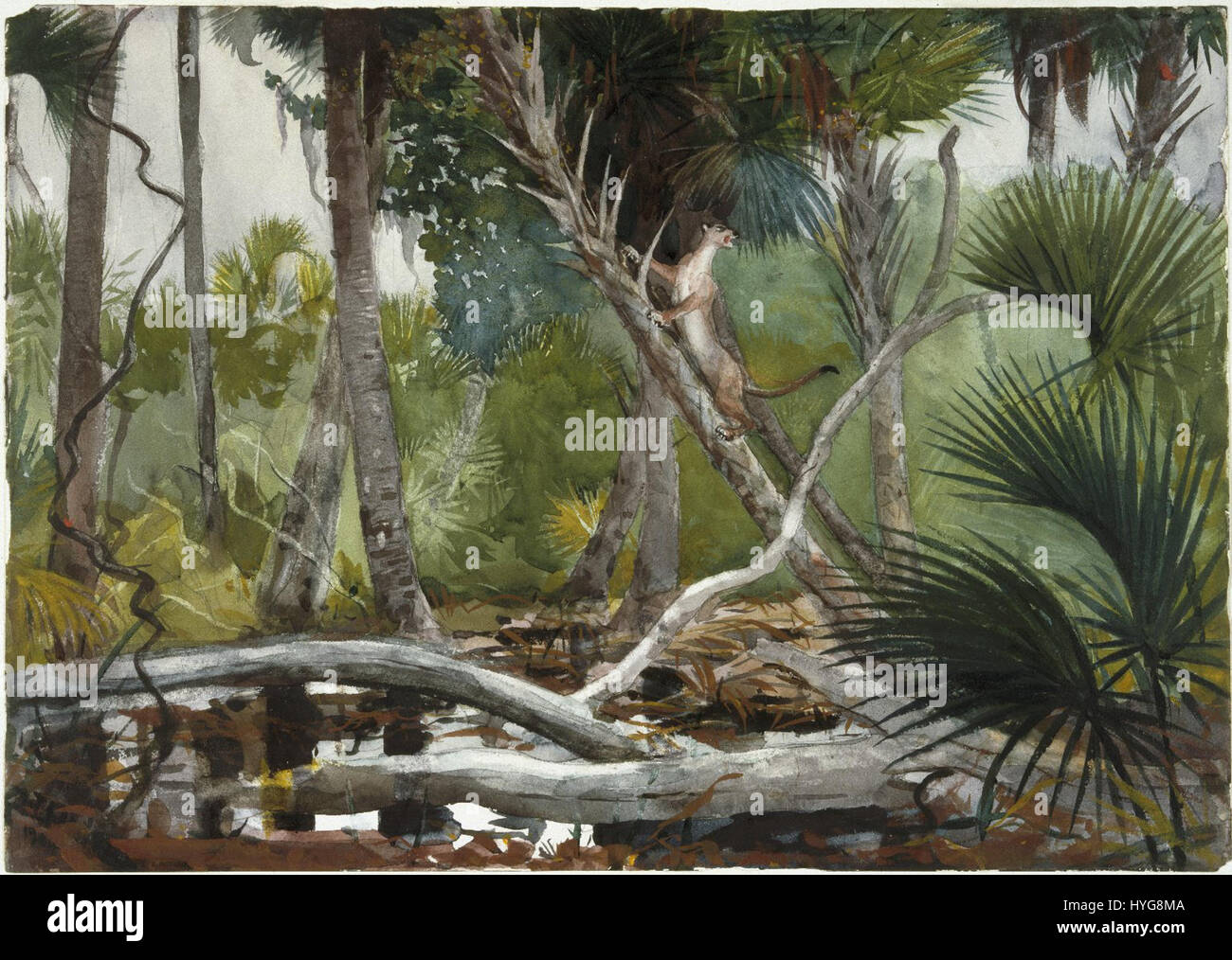 Winslow Homer’s 'In the Jungle, Florida' captures the wild and untamed ...