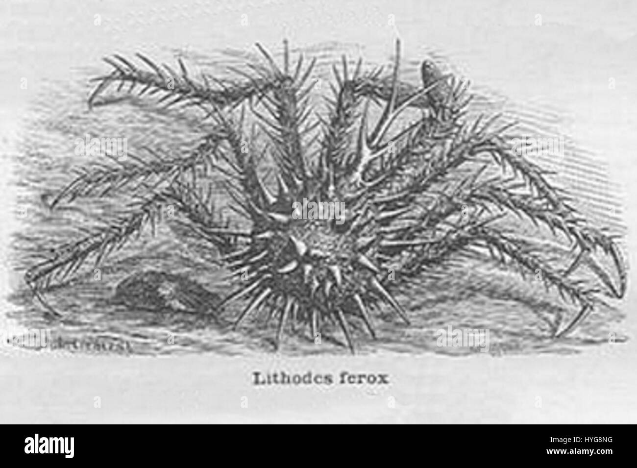 Lithodes ferox hi-res stock photography and images - Alamy