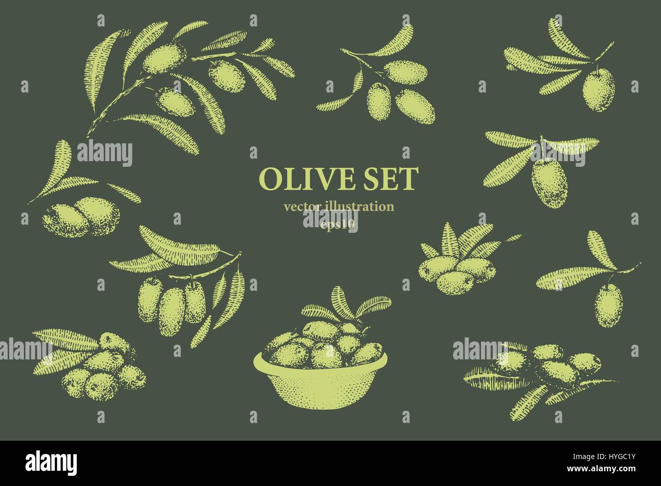 Set of olive tree branch. Engraving hand drawn style. Vector vintage ...