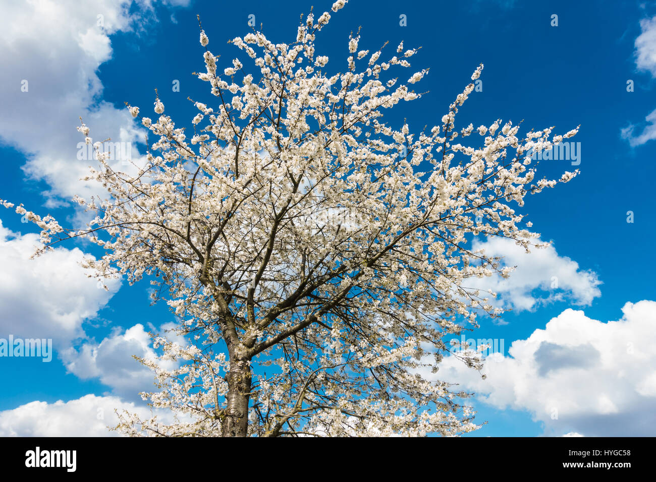 White Cherry Tree with blue sky and white clouds Stock Photo - Alamy