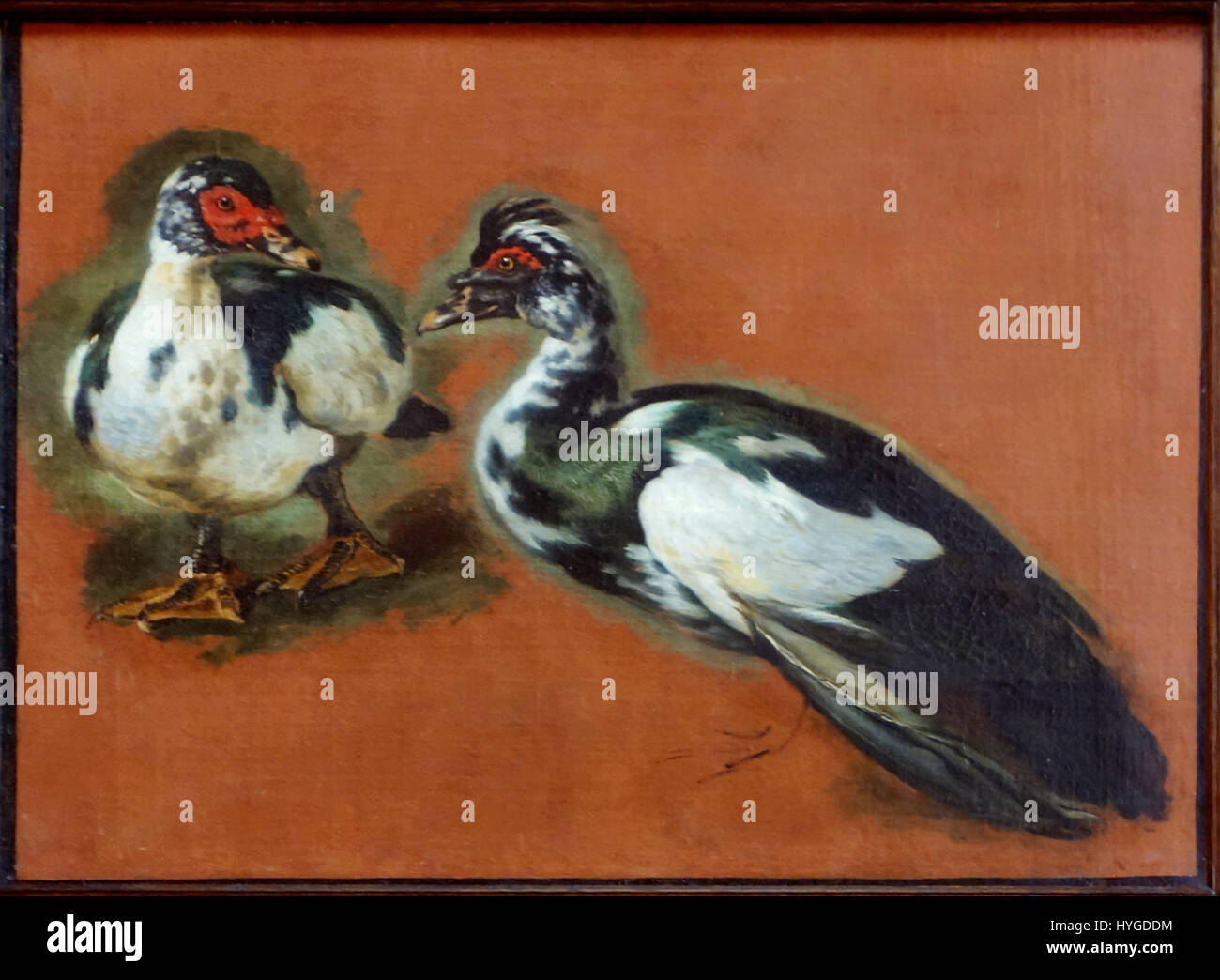 Artistic avian capture hi-res stock photography and images - Alamy