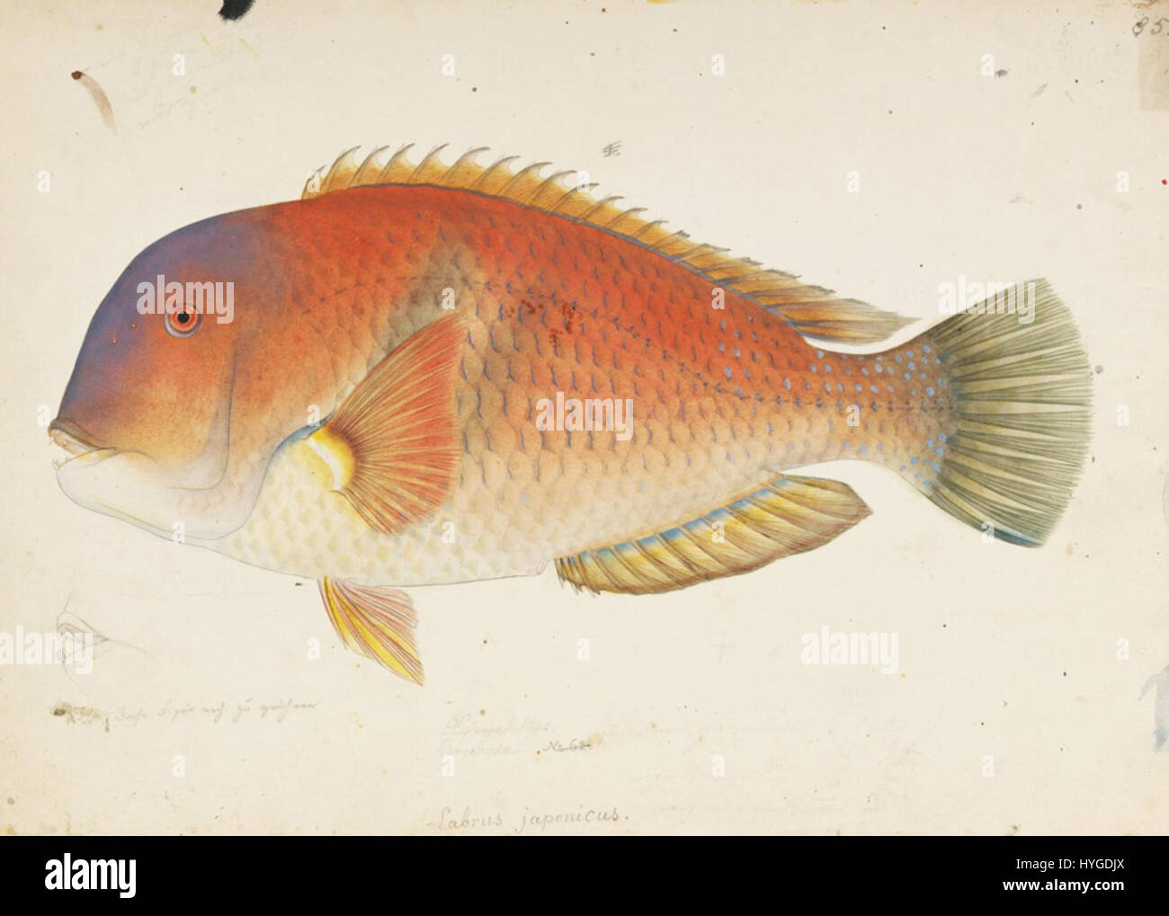 'Choerodon azurio' (Jordan and Snyder) is a species of fish illustrated ...