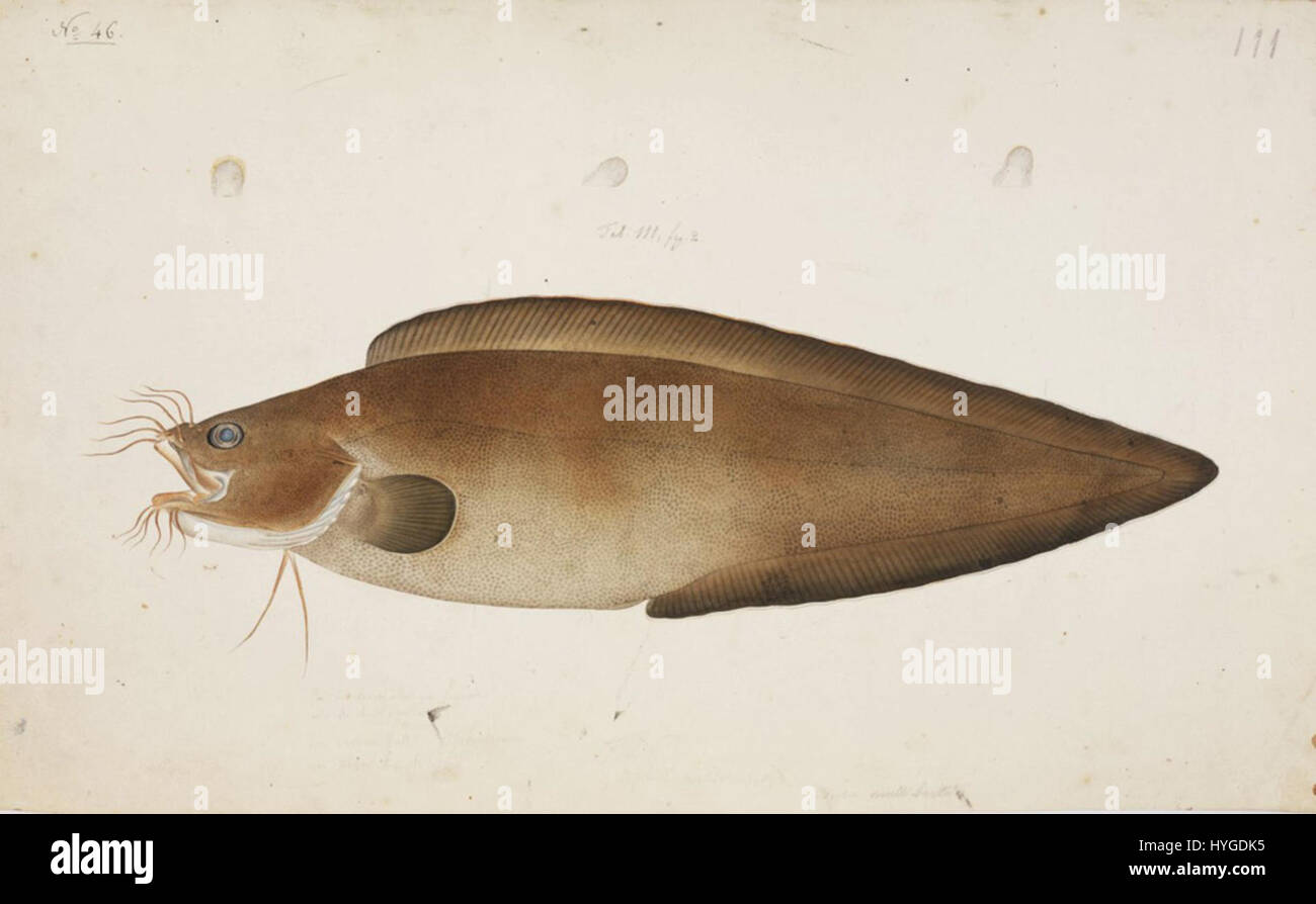 The artwork 'Brotula multibarbata' by Temminck and Schlegel, created by ...