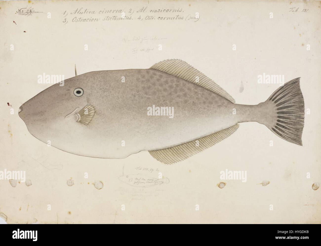 This work by Kawahara Keiga, part of the Siebold Collection, depicts ...