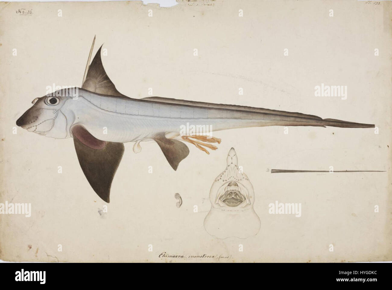 This pencil drawing and watercolor by Kawahara Keiga (1823–1829) depict ...