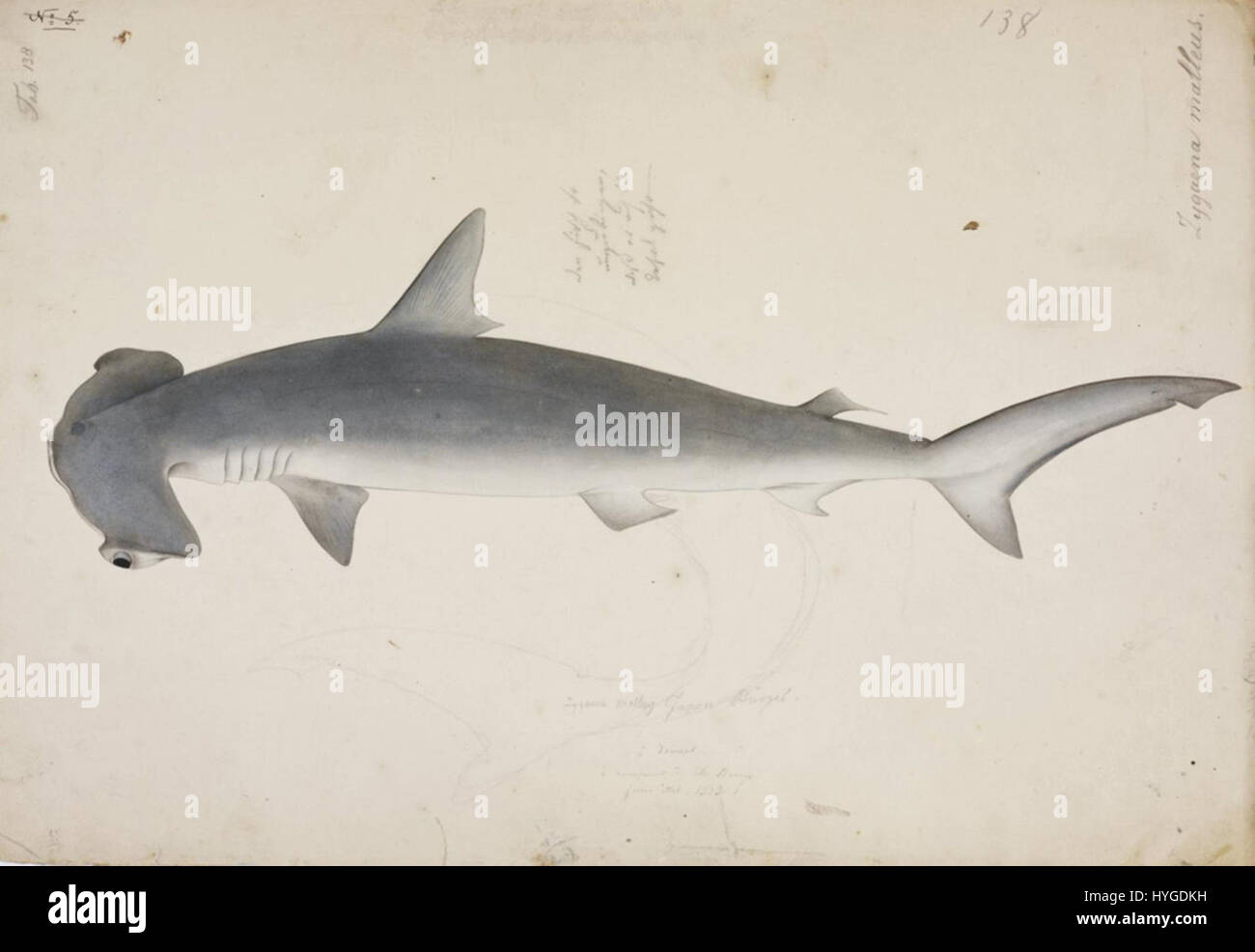 This pencil drawing and watercolor of Sphyrna zygaena, a hammerhead ...
