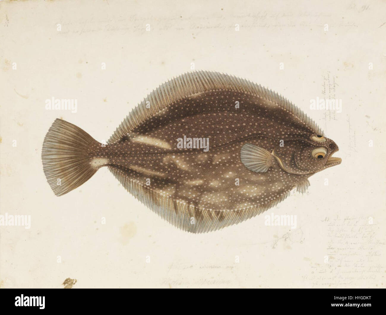 Verasper variegatus hi-res stock photography and images - Alamy