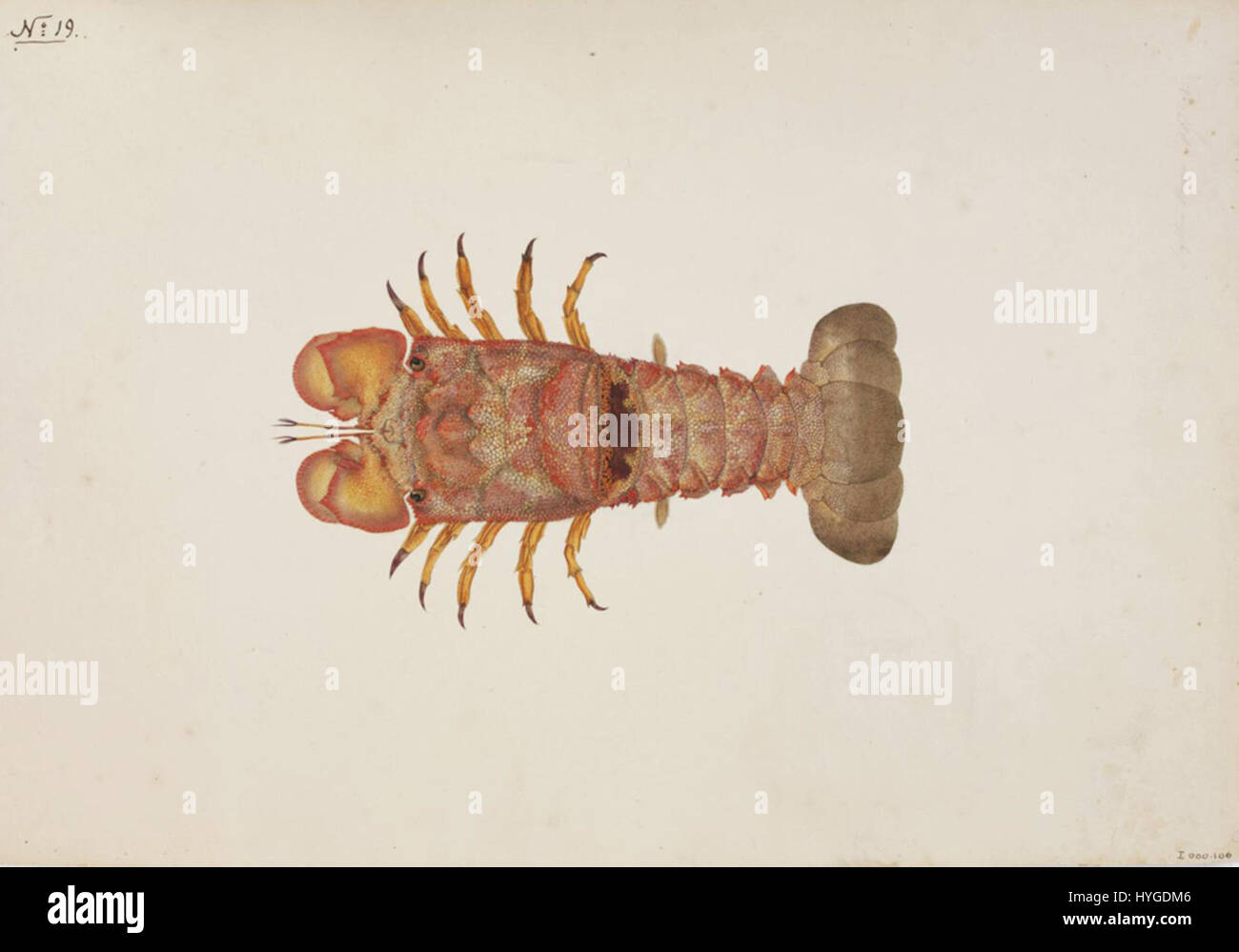 Naturalis Biodiversity Center RMNH.ART.67 Scyllarides squamosus ...