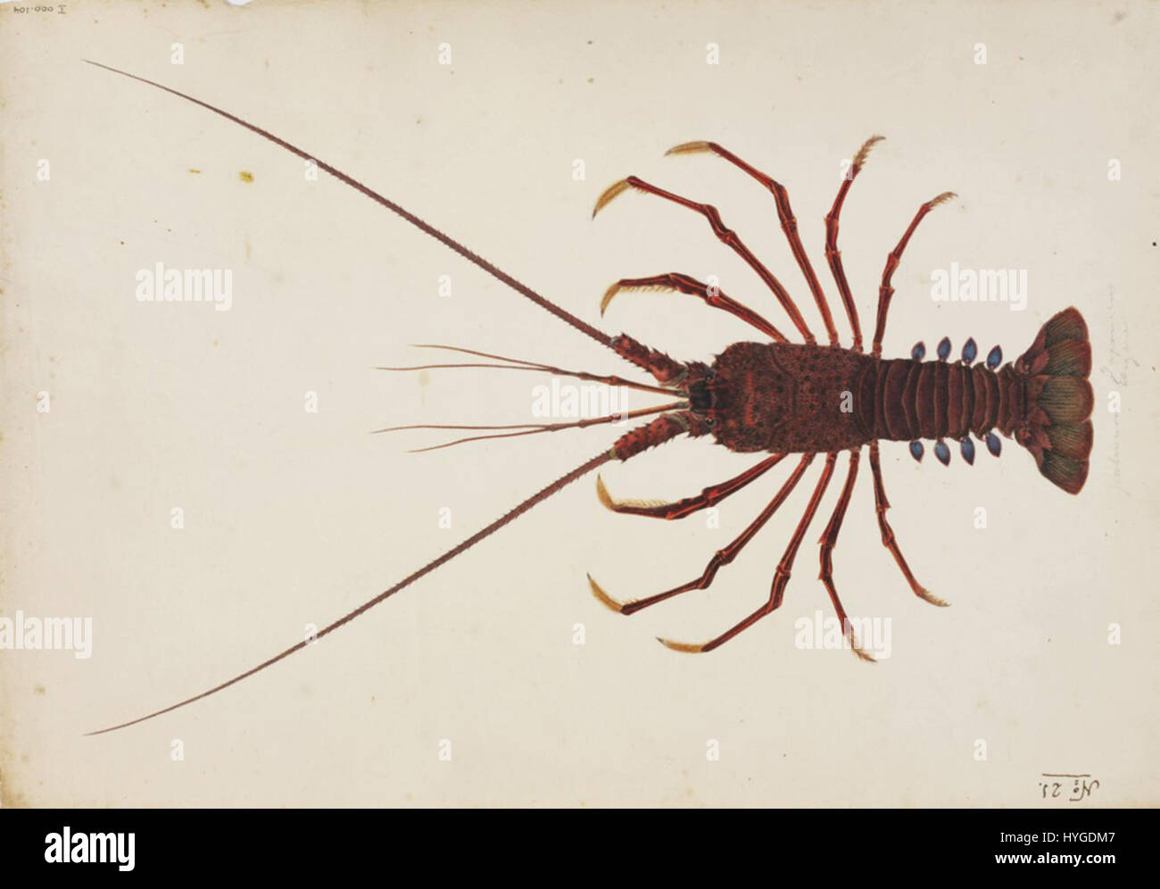 This watercolor and pencil drawing by Kawahara Keiga depicts Panulirus ...