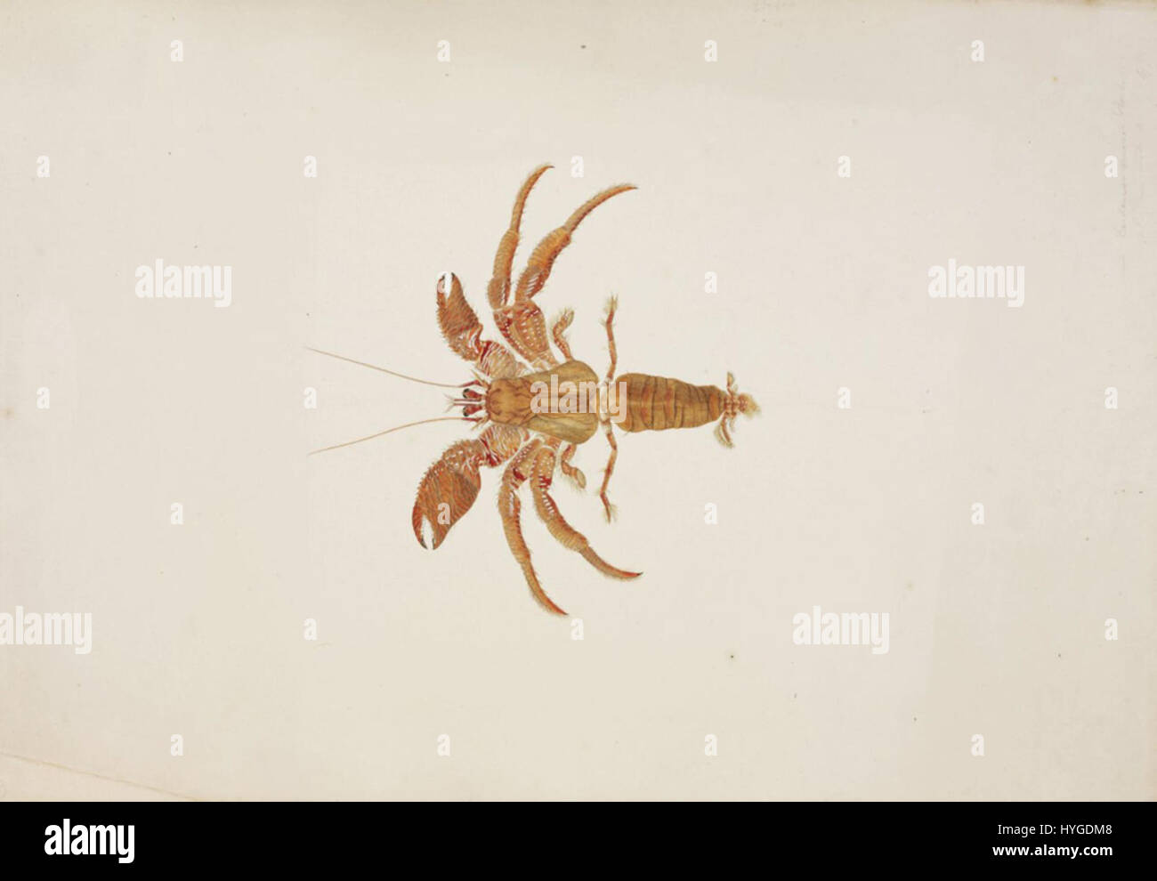 This detailed illustration of 'Dardanus arrosor' by Kawahara Keiga ...