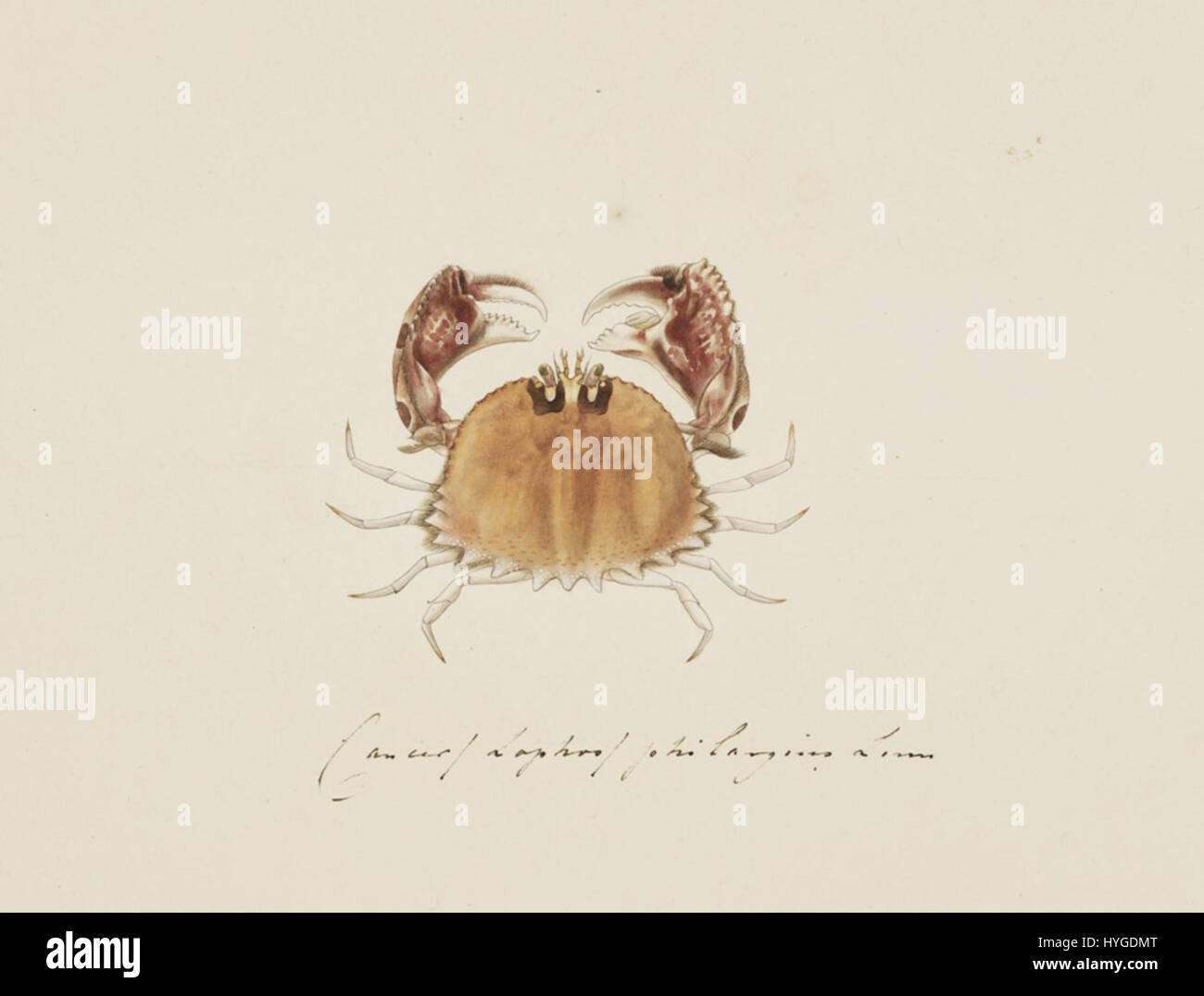 Kawahara Keiga’s watercolor and pencil drawing of 'Matuta lunaris,' a ...