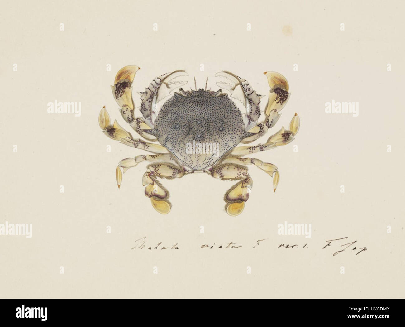 This artwork by Kawahara Keiga, a Japanese artist, illustrates *Matuta ...