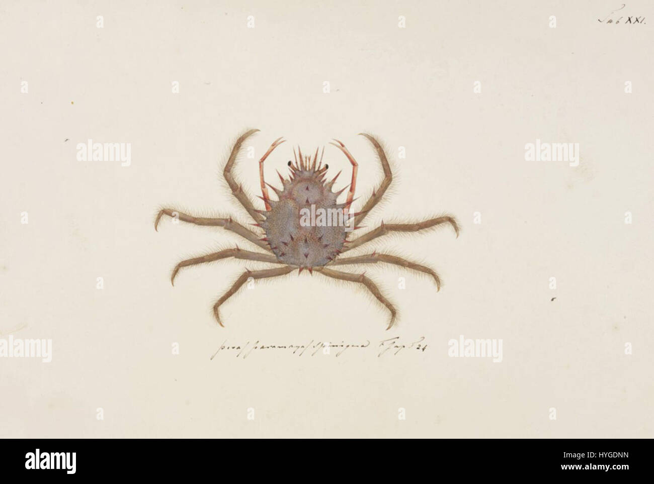 Spinigera hi-res stock photography and images - Alamy