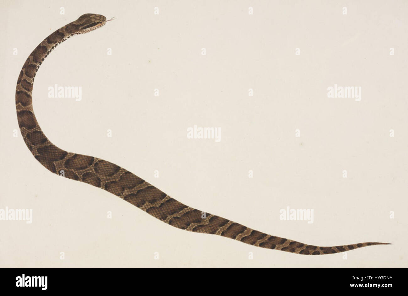 Gloydius High Resolution Stock Photography and Images - Alamy