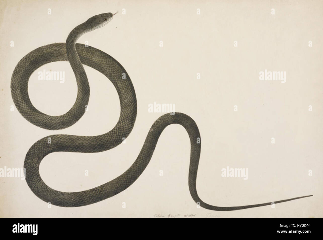 The artwork 'Elaphe climacophora,' drawn by Kawahara Keiga between 1823 ...