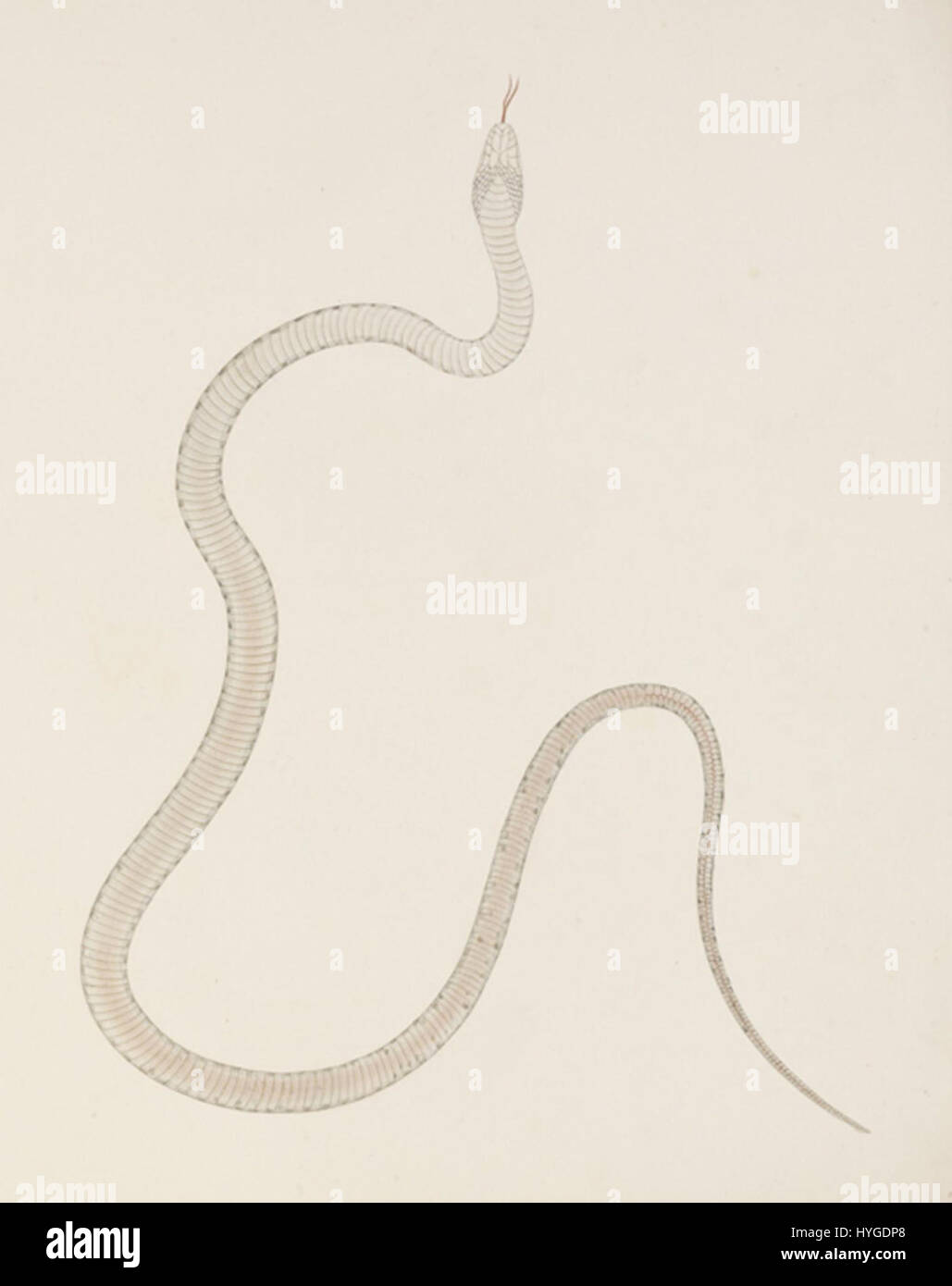 The 'Elaphe climacophora' illustration by Kawahara Keiga, created ...