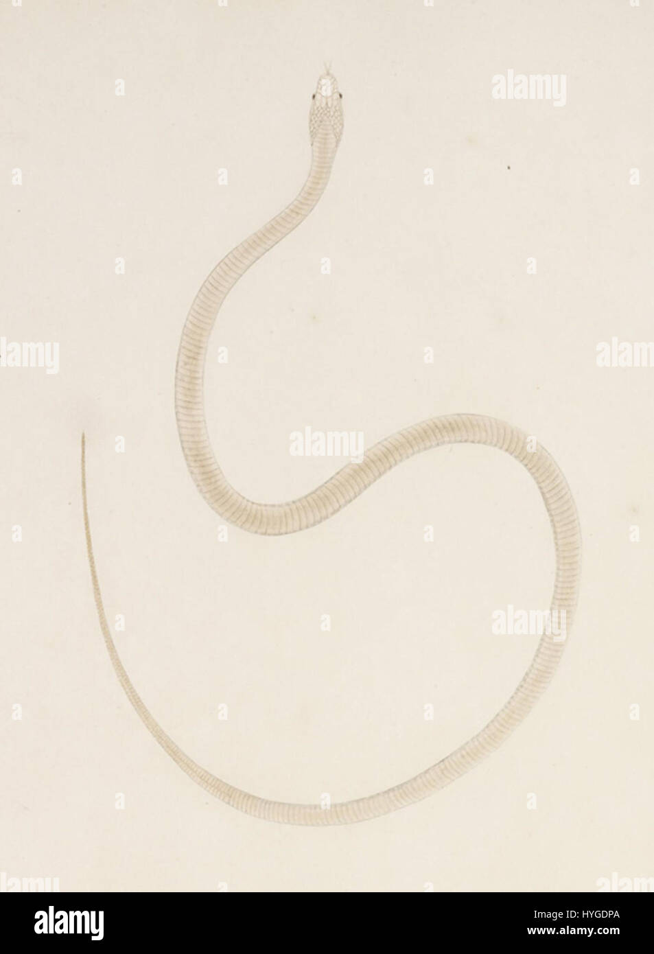 Elaphe Quadrivirgata High Resolution Stock Photography and Images - Alamy