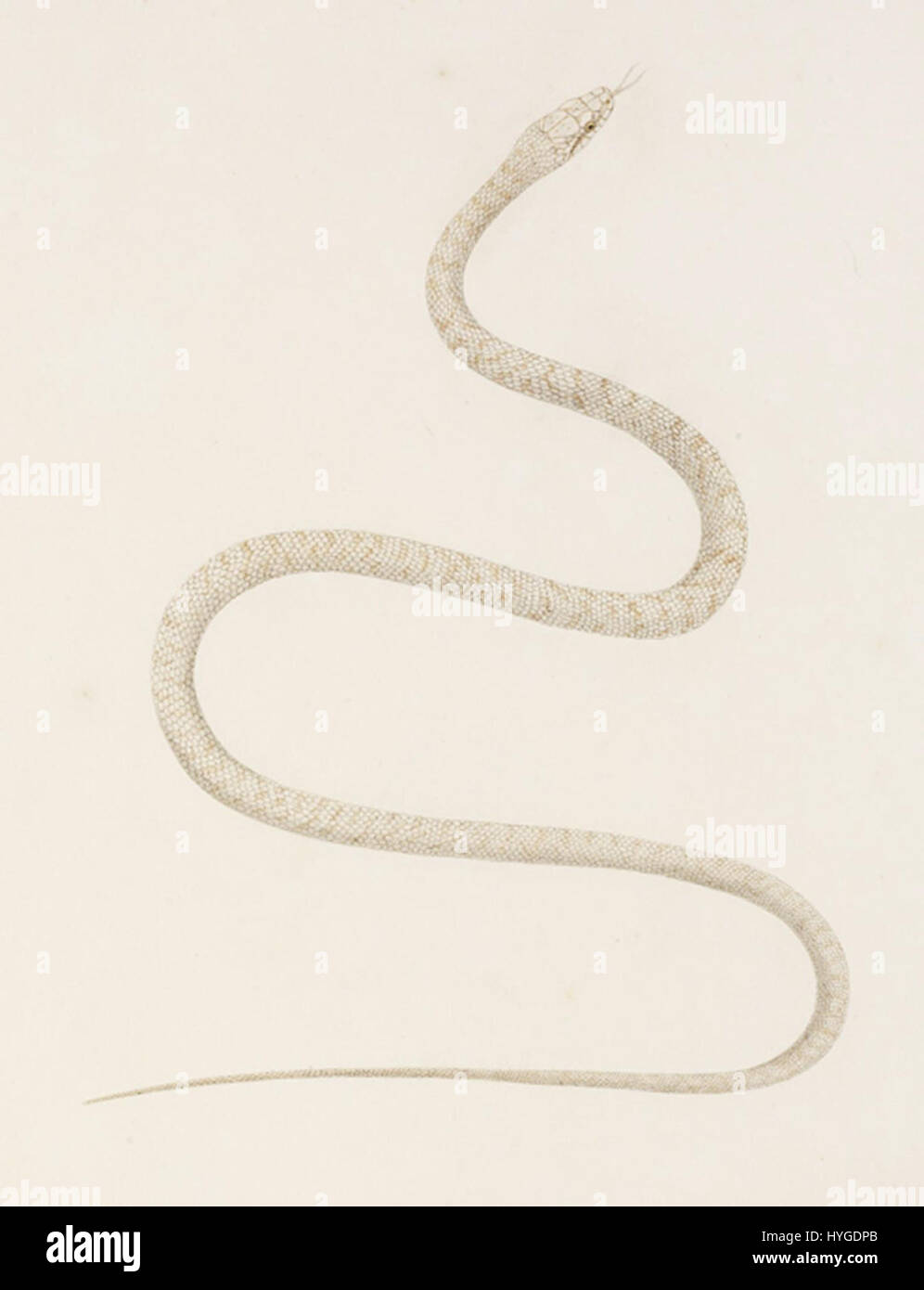 Snakes distinctive markings hi-res stock photography and images - Alamy
