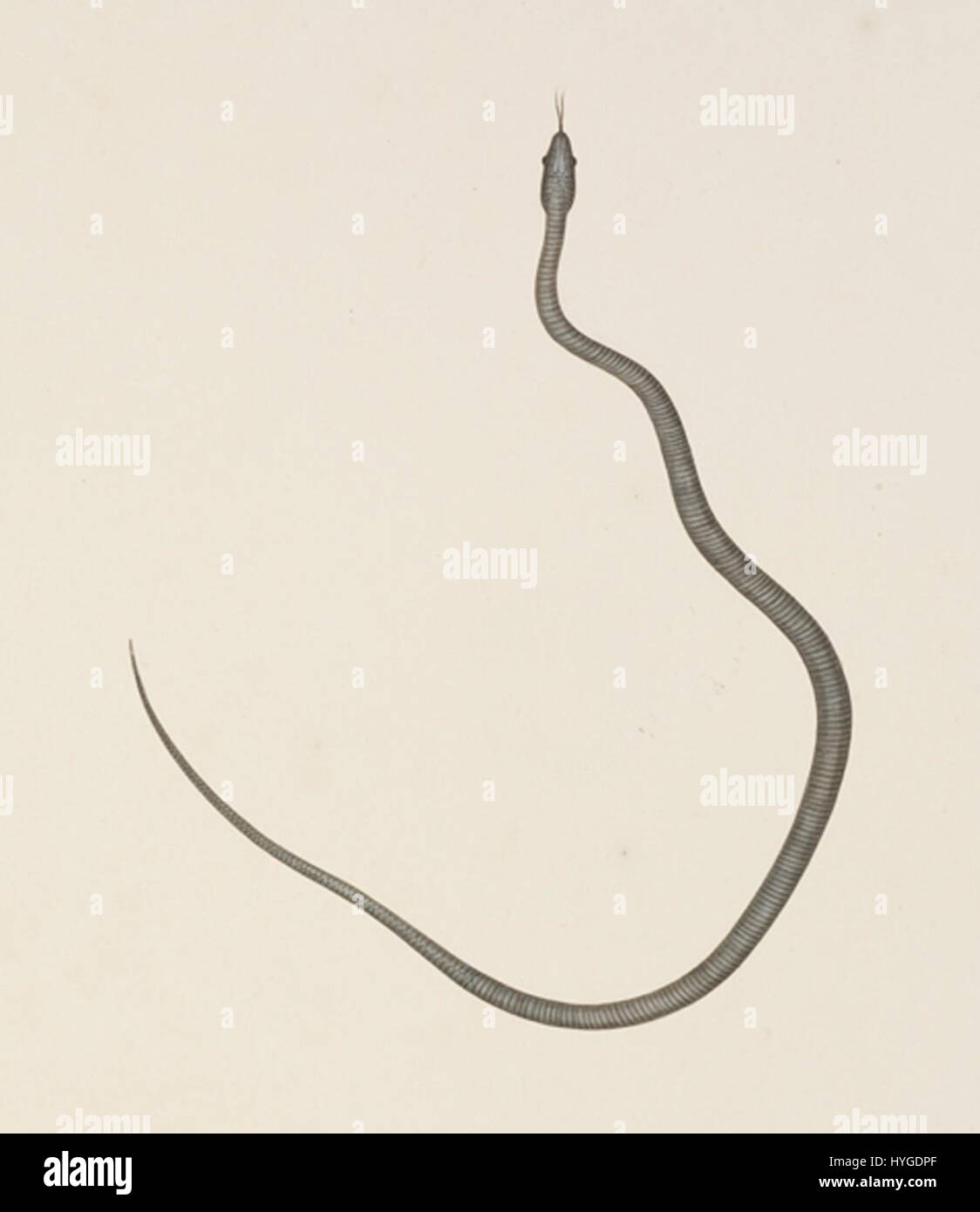 Elaphe Quadrivirgata High Resolution Stock Photography and Images - Alamy