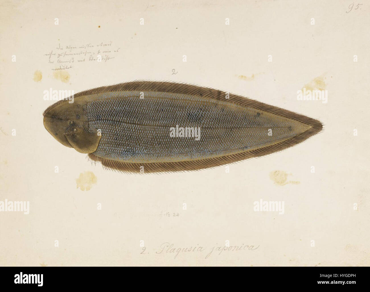 The pencil drawing and watercolor of Paraplagusia japonica by Kawahara ...