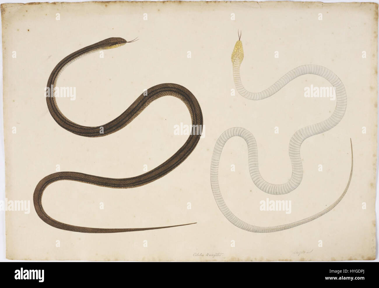 Elaphe Quadrivirgata High Resolution Stock Photography and Images - Alamy