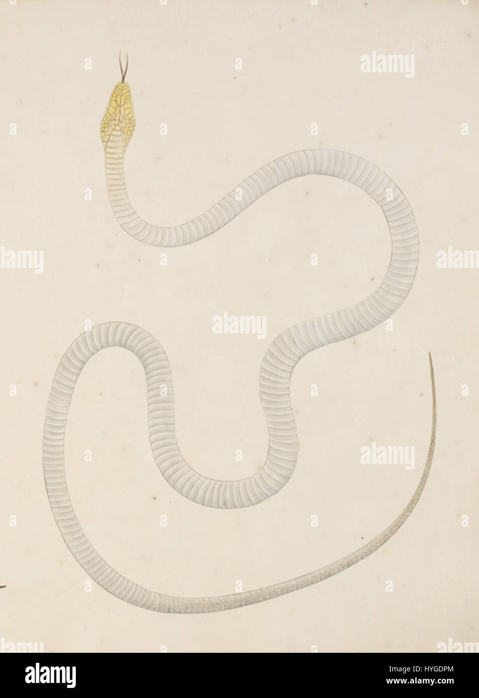 Elaphe Quadrivirgata High Resolution Stock Photography and Images - Alamy