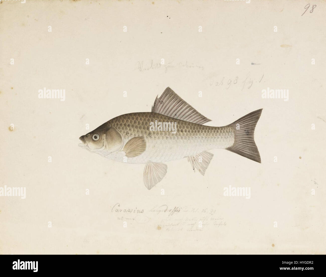Naturalis Biodiversity Center RMNH.ART.131 Carassius auratus ...