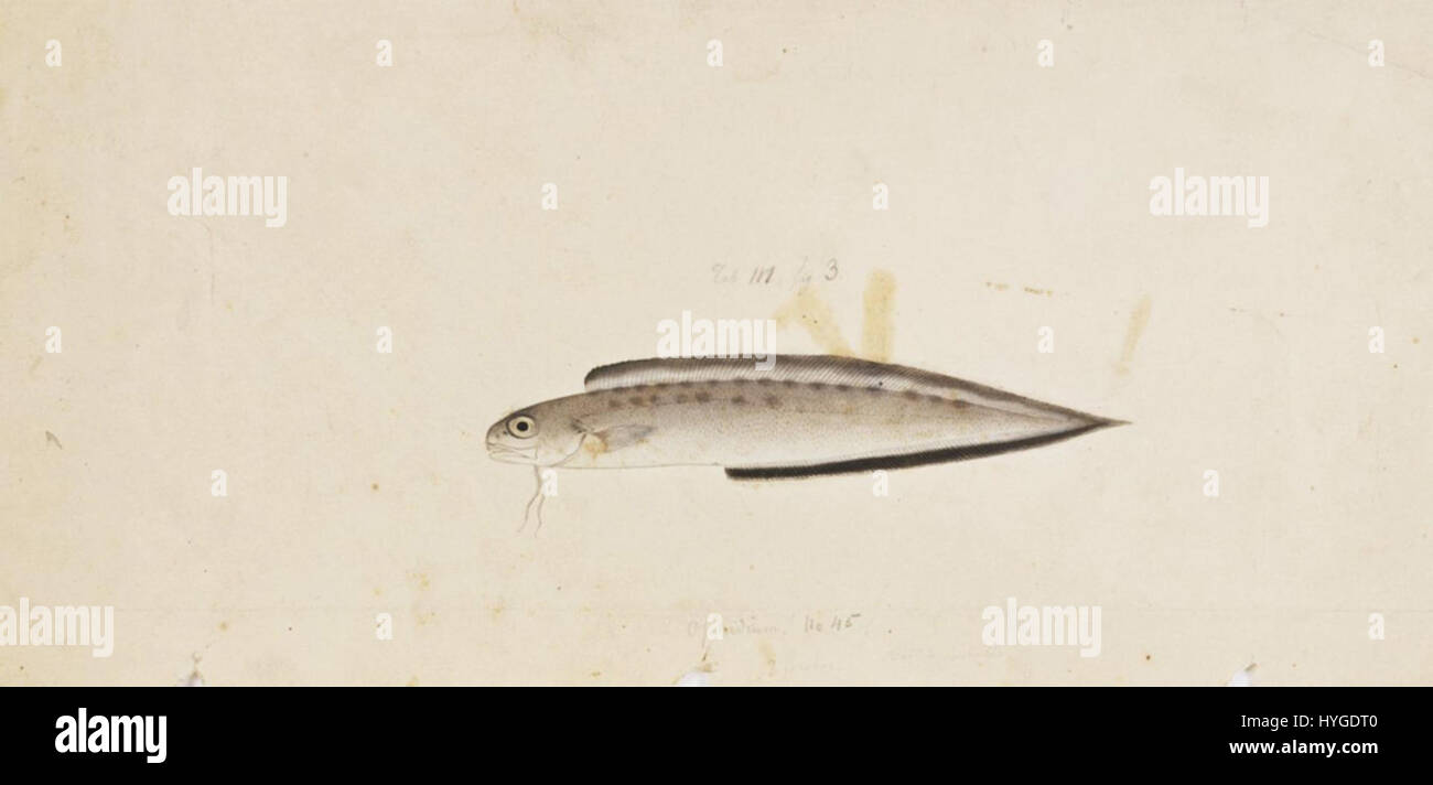 This pencil drawing and watercolor by Kawahara Keiga, created between ...