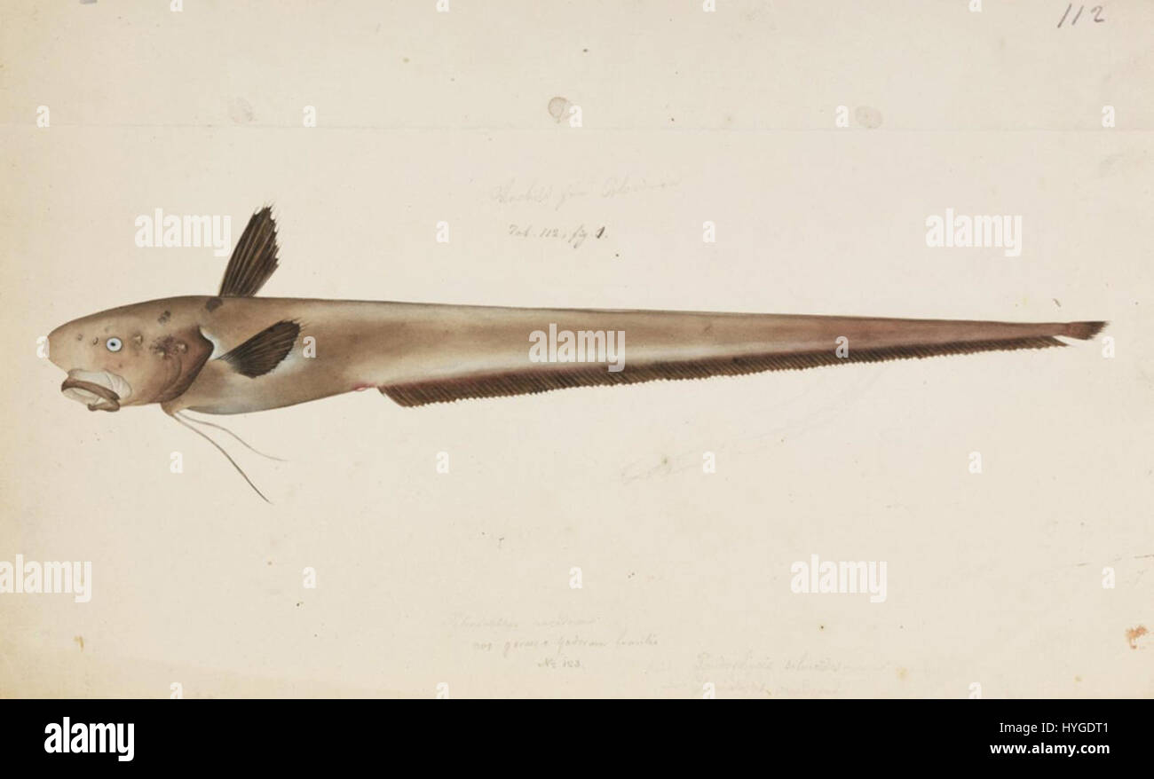 This 1823-1829 pencil and watercolor drawing from the Siebold ...