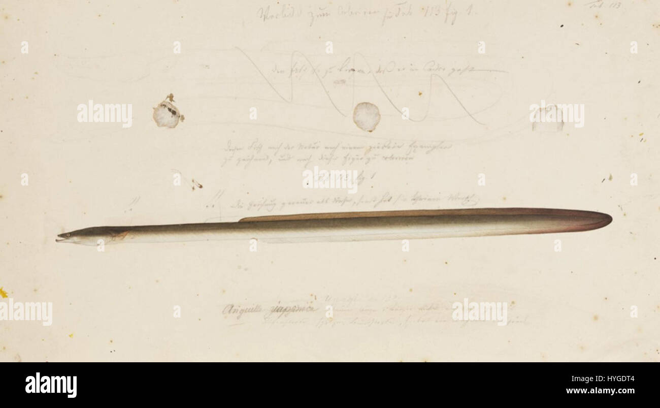 The drawing of Anguilla japonica, by Kawahara Keiga, from the Siebold ...