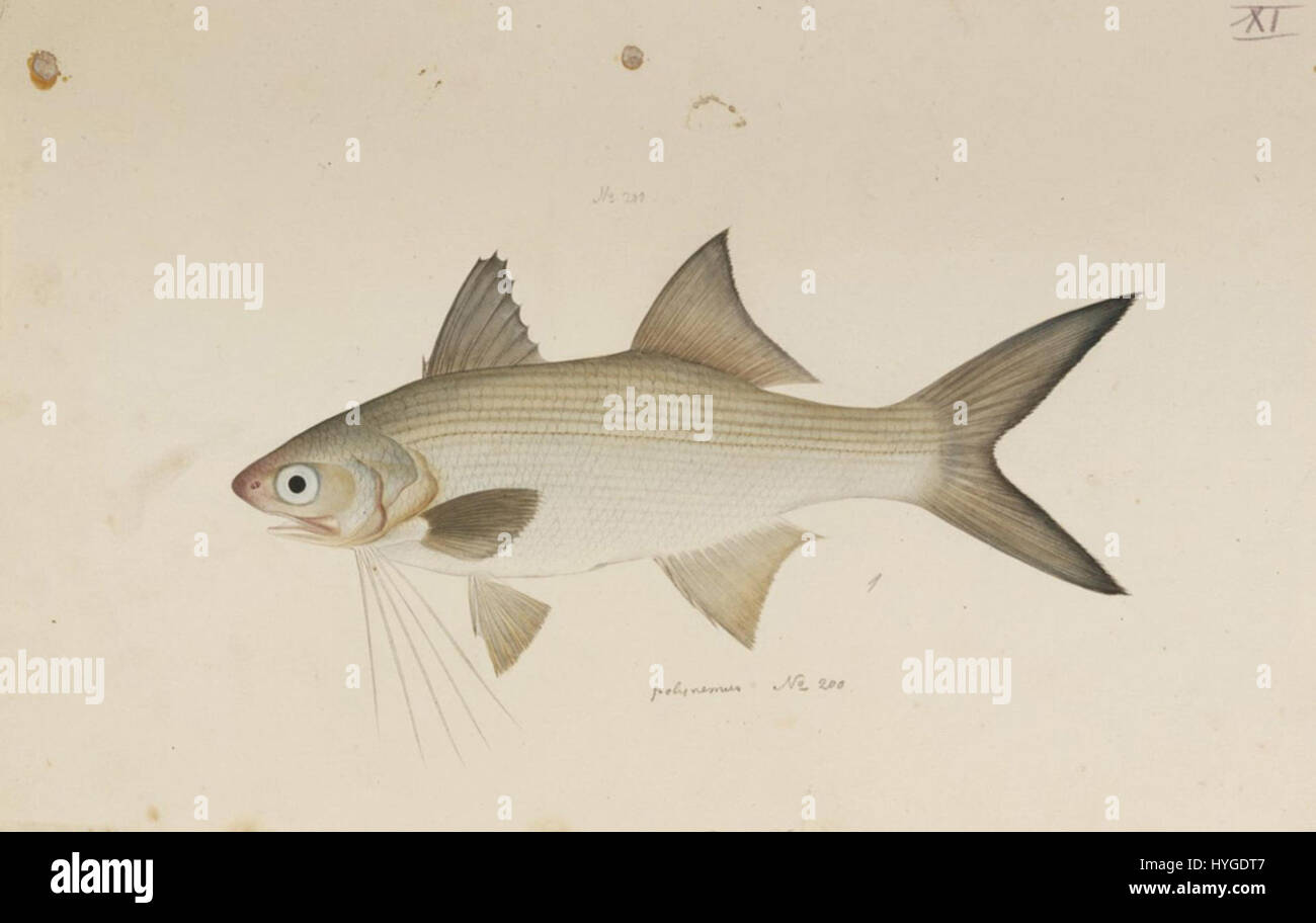 This artwork by Kawahara Keiga features a precise depiction of the fish ...