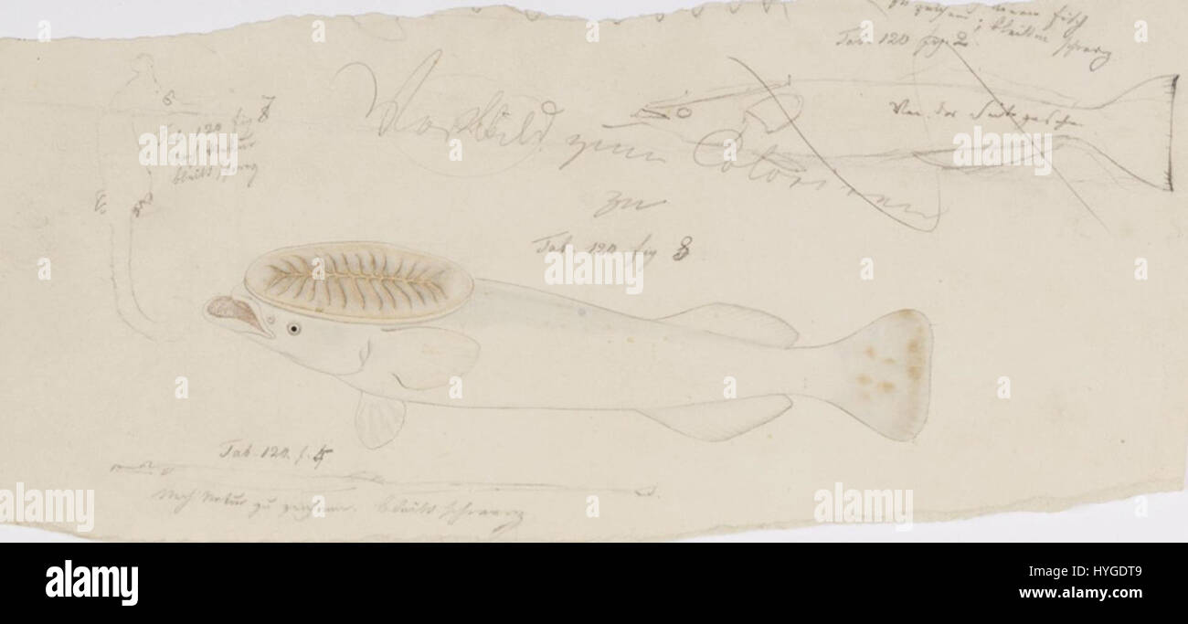 Remora albescens hi-res stock photography and images - Alamy